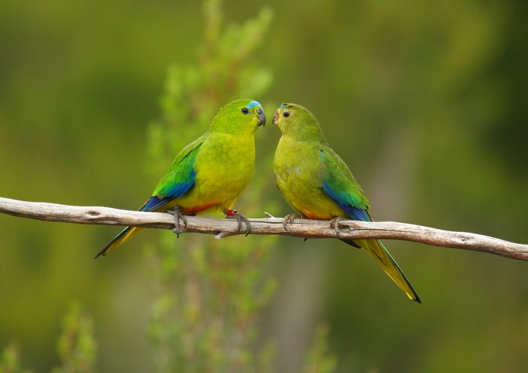 Rarest Bird In The World Top 10
