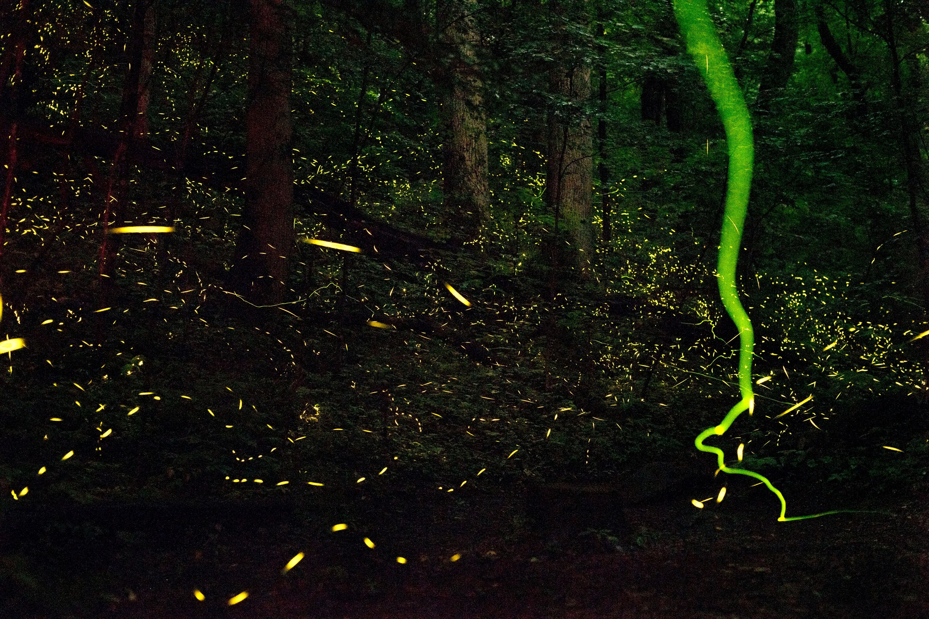 Migrations and Other Colorful Natural Phenomena