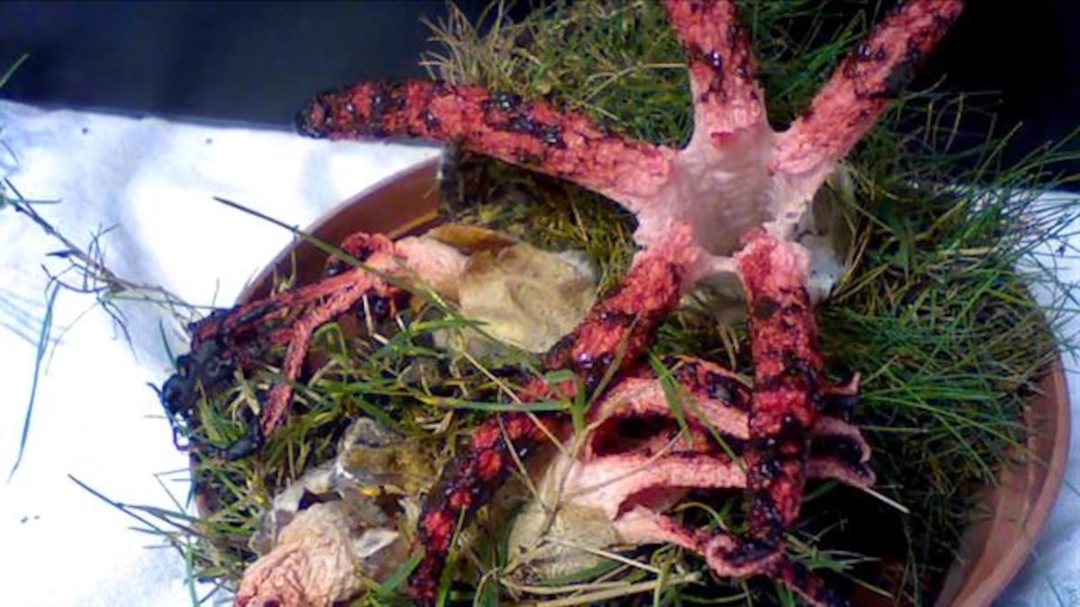 Watch: The Devil's Fingers Fungus Will Haunt Your Dreams | National ...