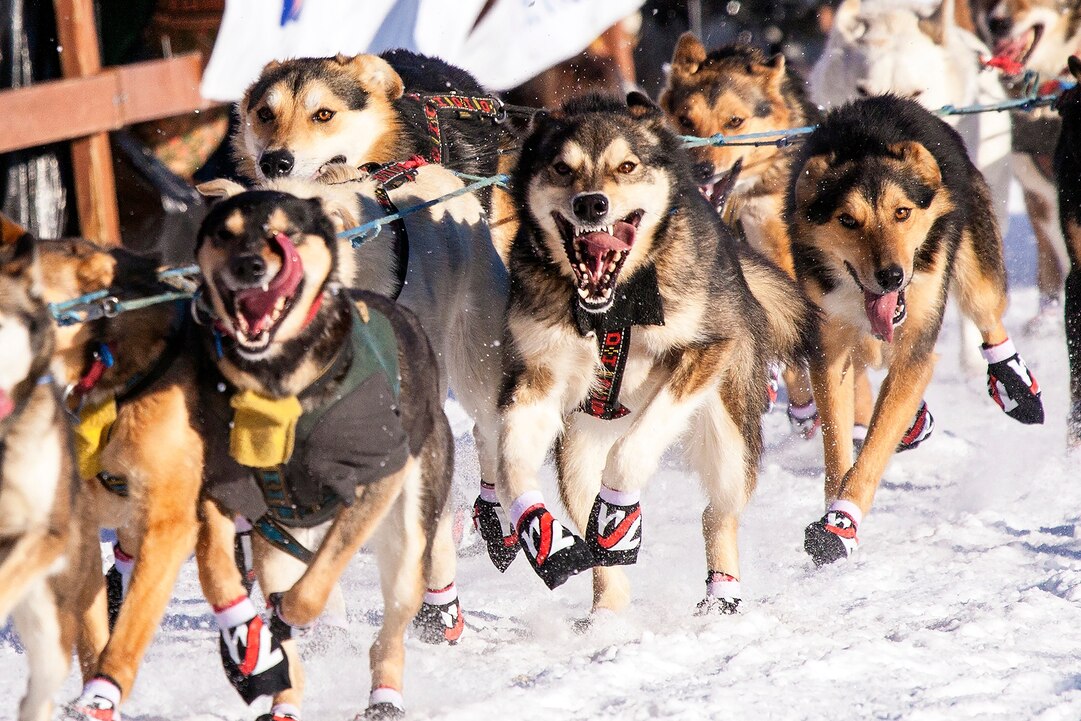 What Do Dogs Eat On The Iditarod Trail