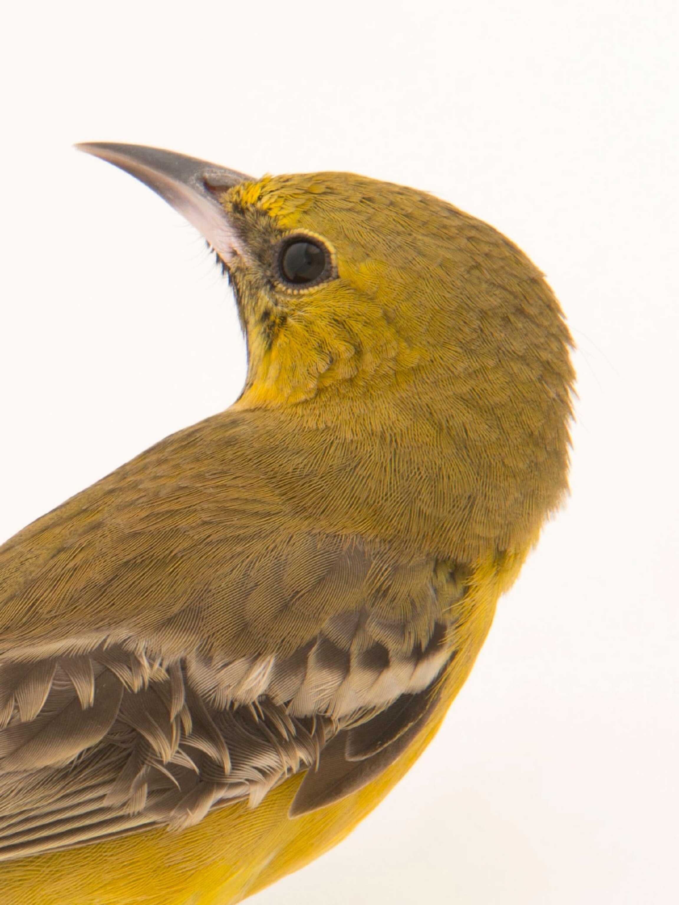Immature Hooded Oriole
