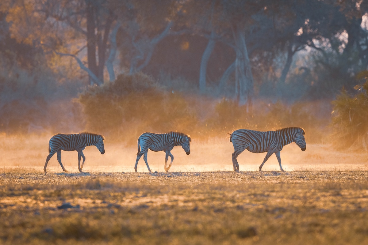 Biodiversity in the Okavango Basin | National Geographic
