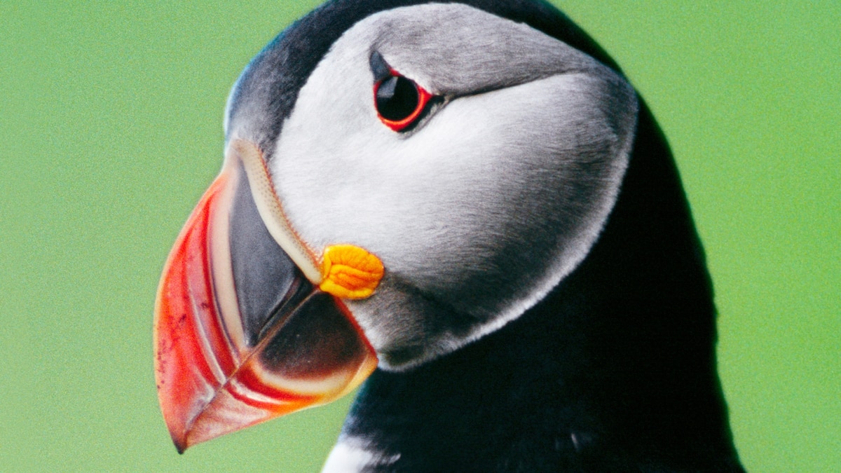 Atlantic Puffin | National Geographic | National Geographic