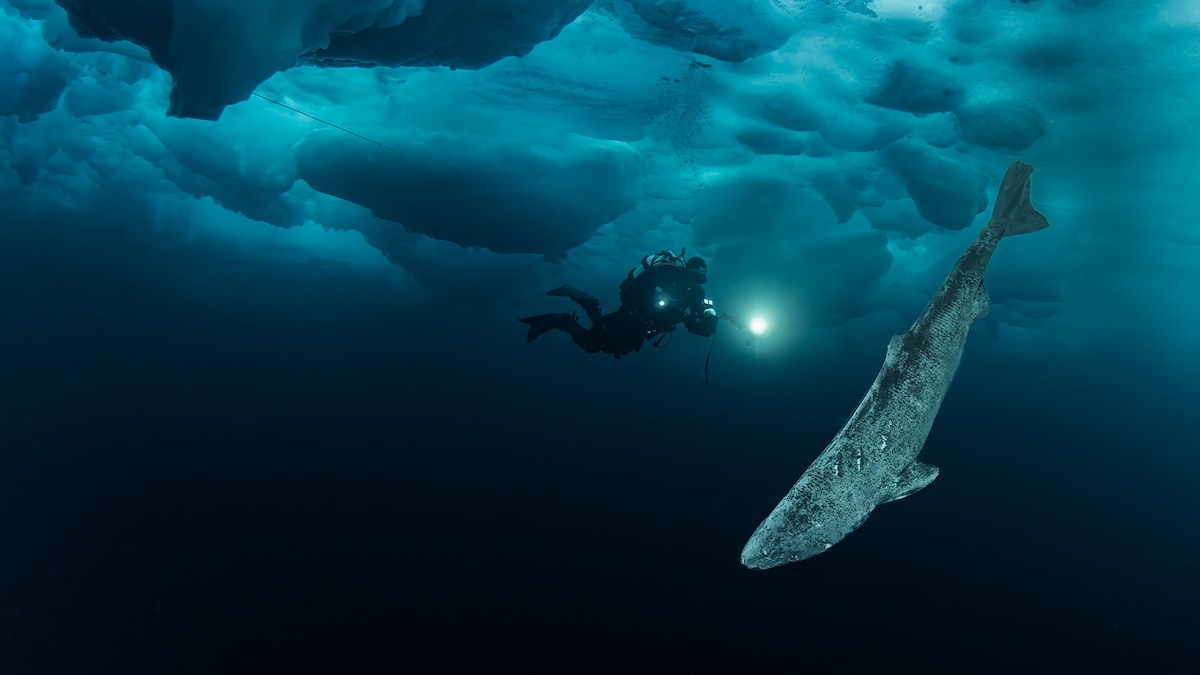 Greenland sharks can live for centuries. We're finally learning their ...