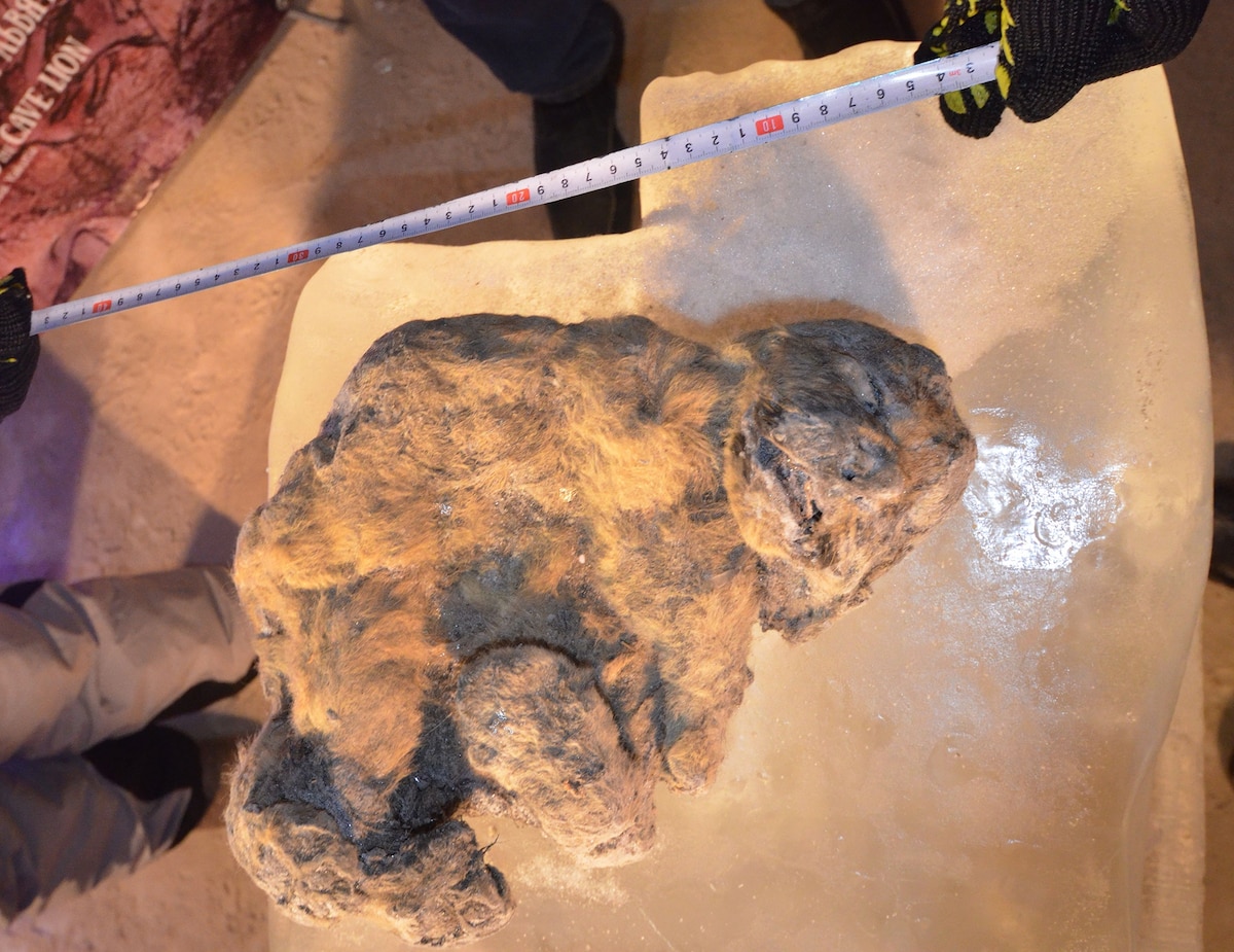 Meet Uyan and Dina, Frozen Cave Lion Cubs from the Ice Age