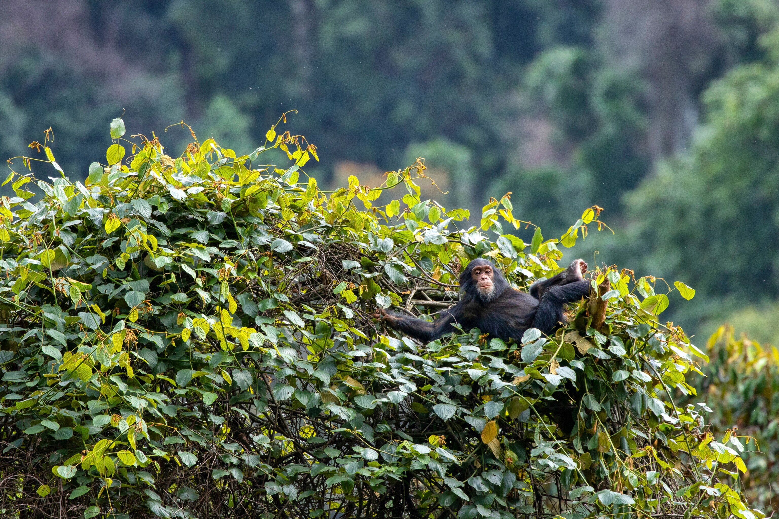 Up close with Rwanda's wildlife