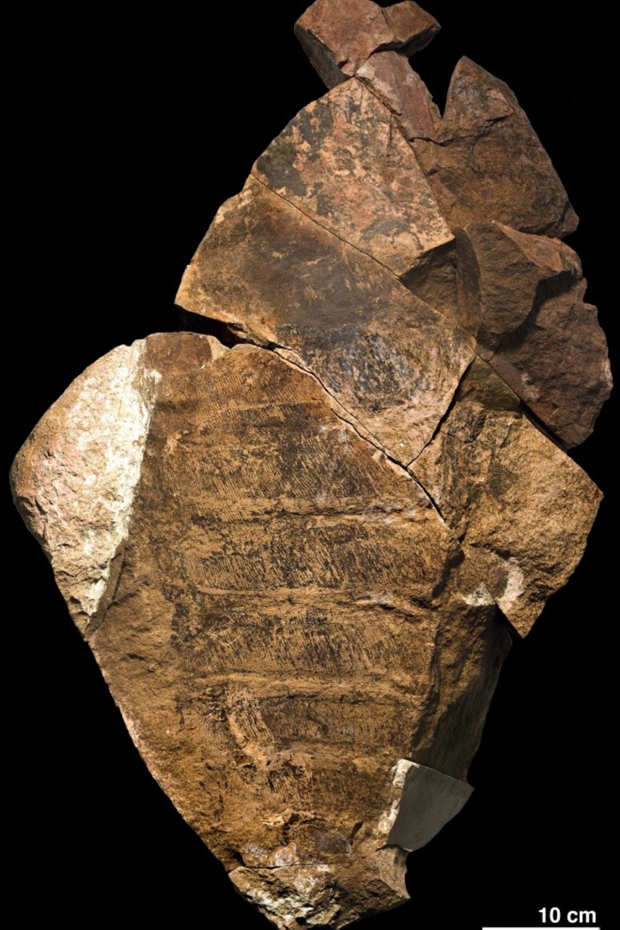 Long Live the Anomalocaridids!