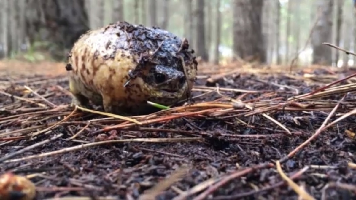 This Cape Rain Frog May Sound Funny, but It's Terrified | National ...