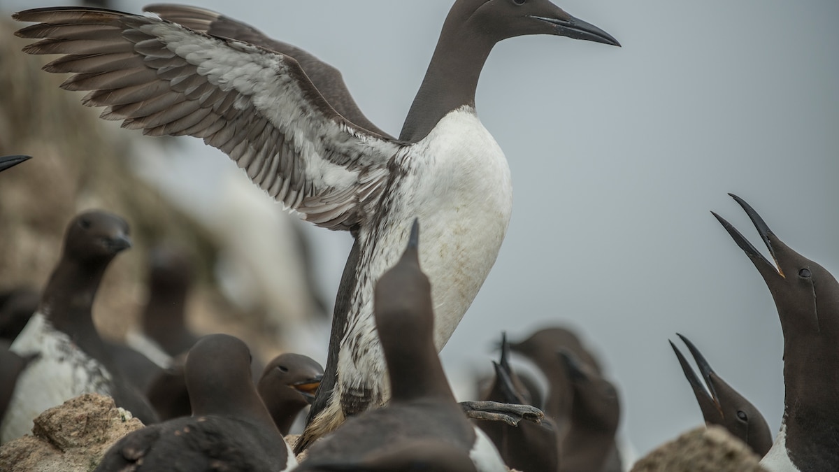 Many animals can adapt to climate change—just not fast enough ...