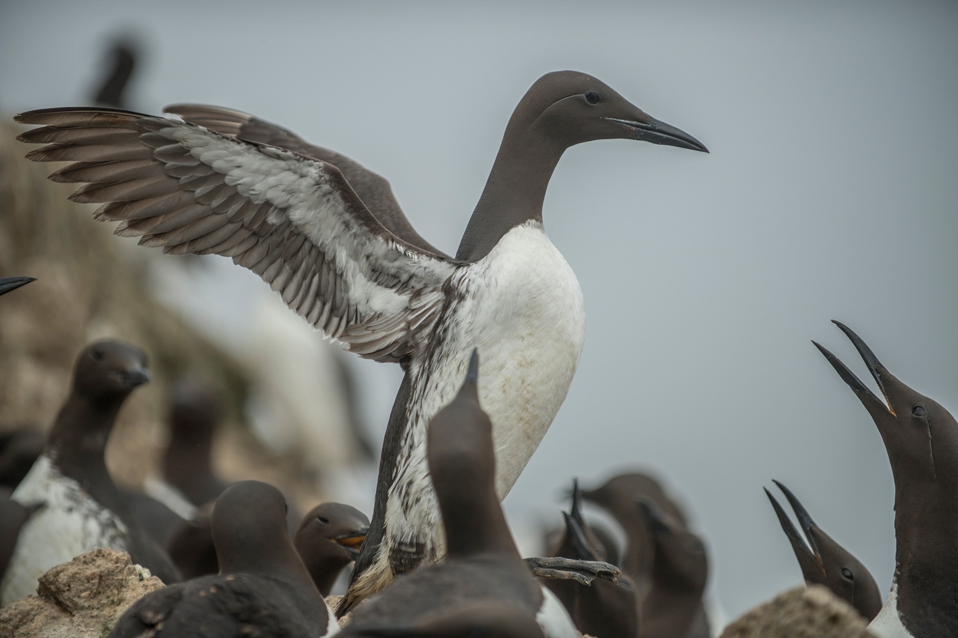 Many animals can adapt to climate change—just not fast enough