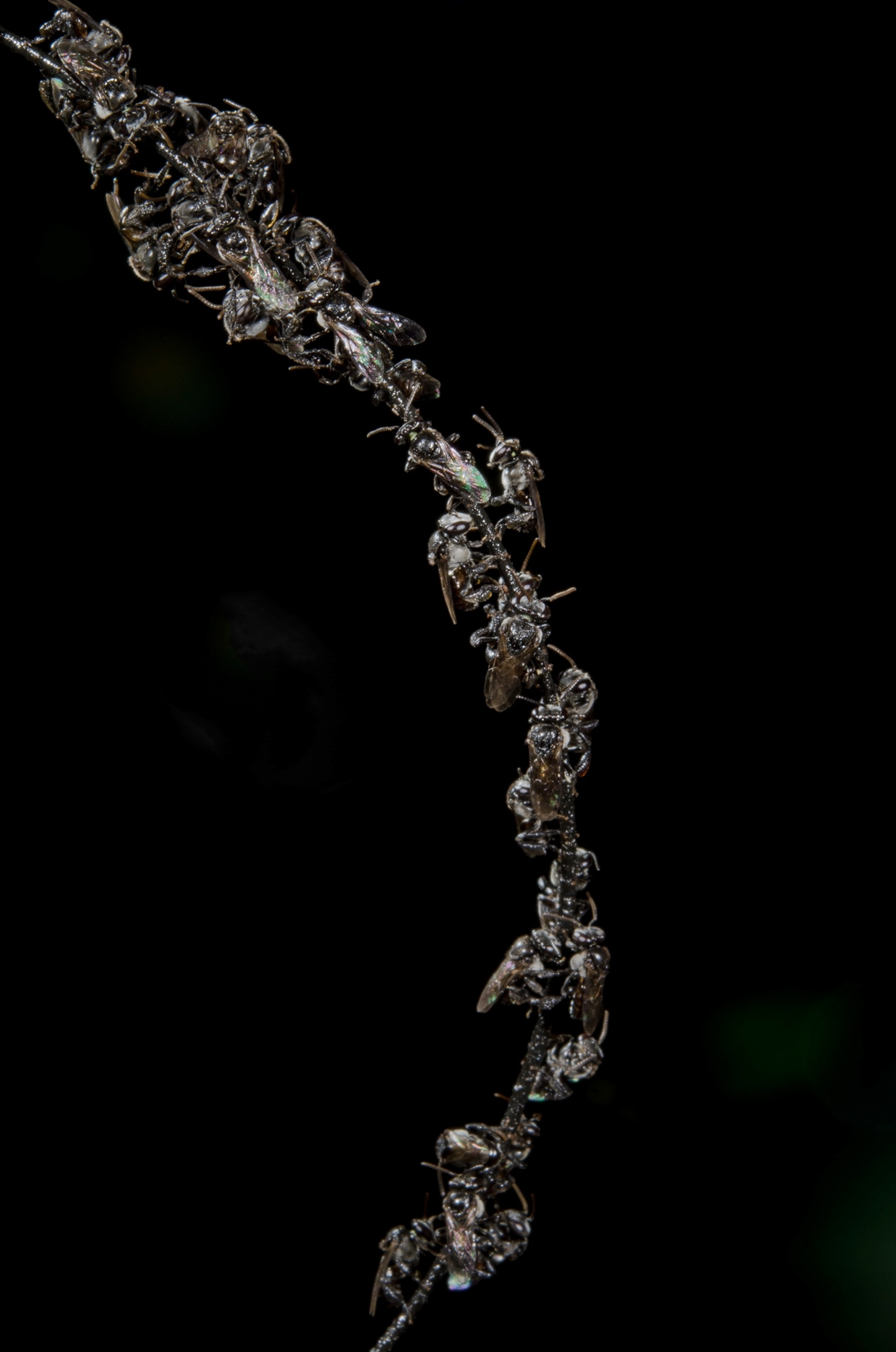 Bees Wage Surprisingly Violent Wars—And Females Do the Fighting ...