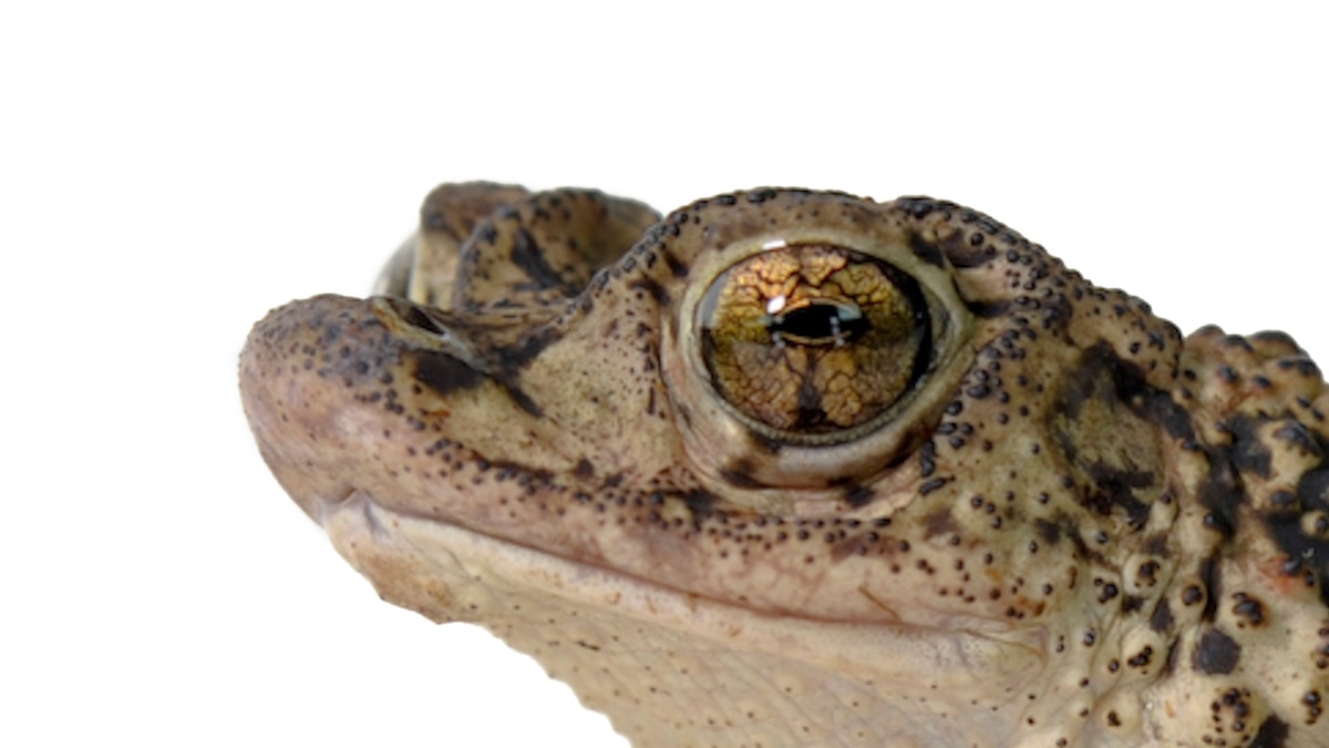 Puerto Rican crested toad, facts and photos | National Geographic