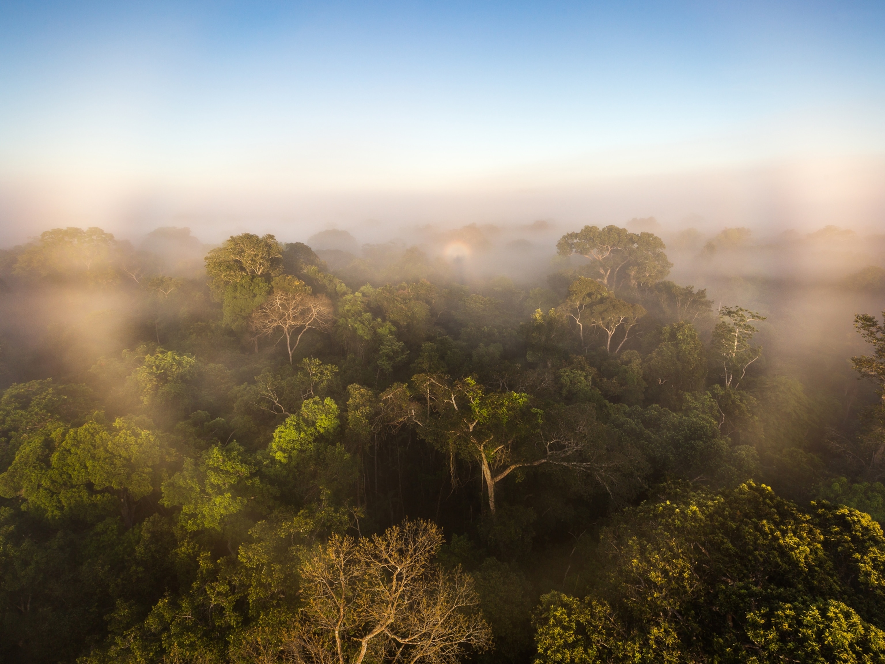 Rain Forest Map, Natural Habitat Maps - National Geographic