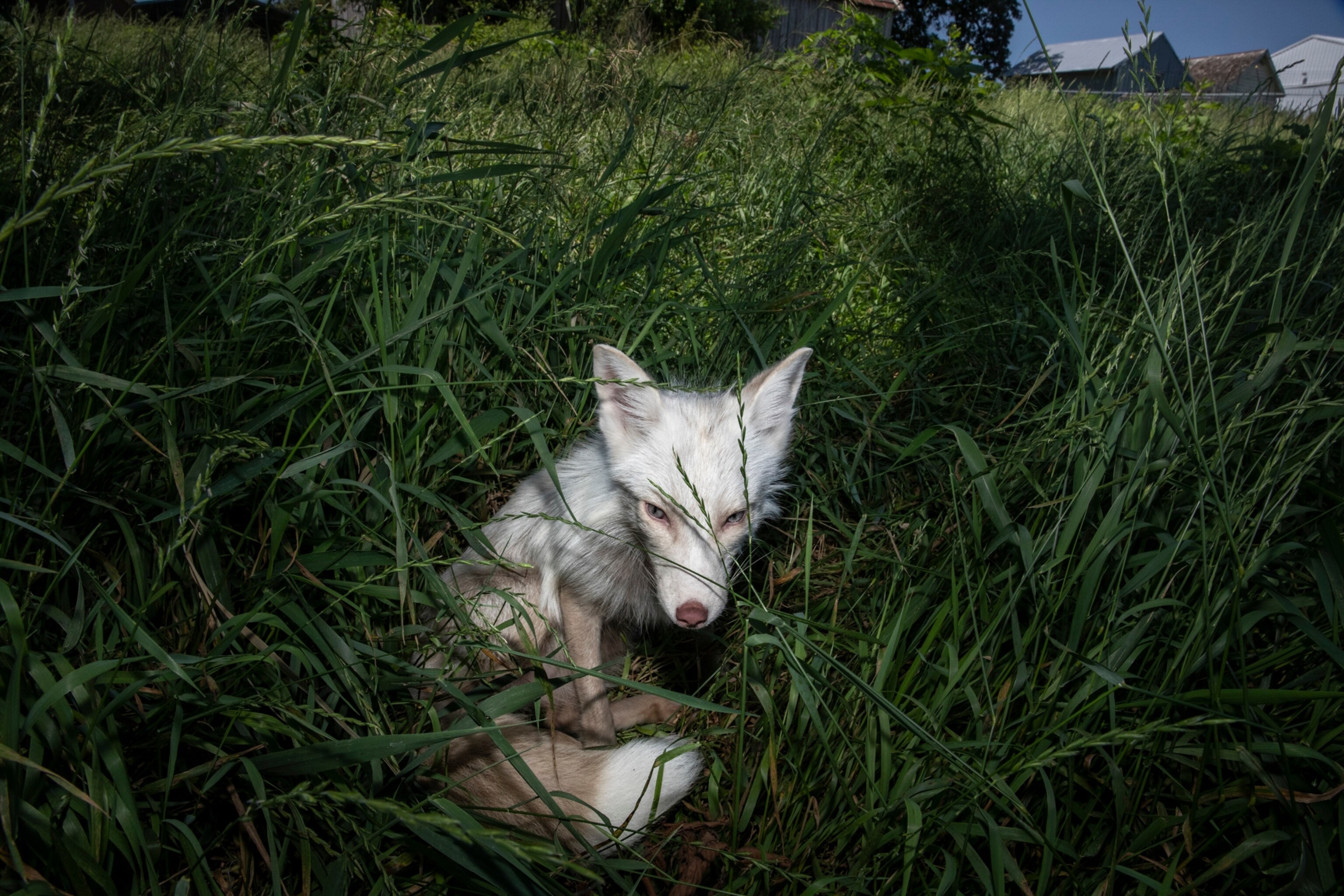 Rescued foxes find refuge at Save a Fox in Minnesota