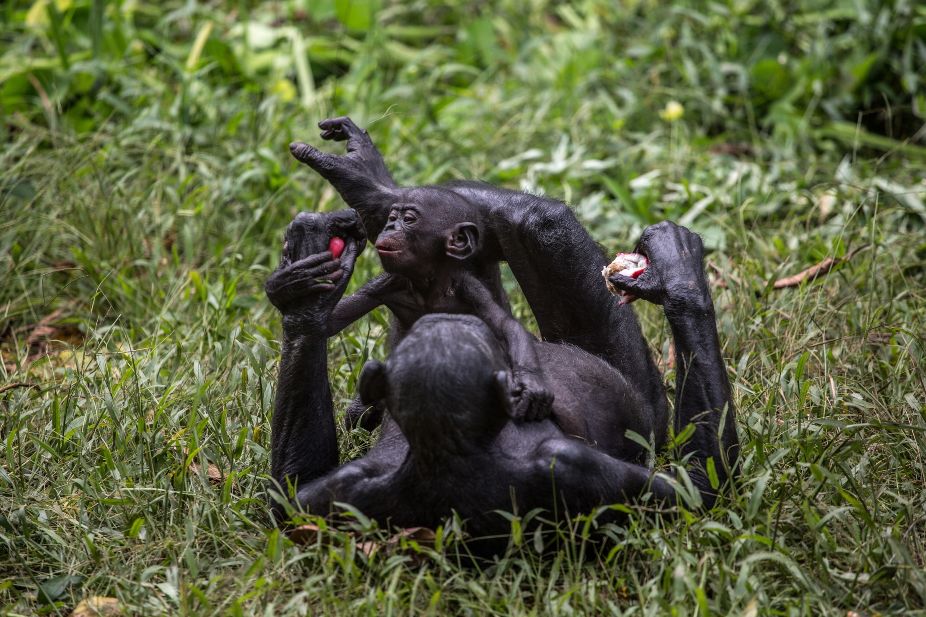 Baby apes are being stolen for pets—and little is being done to stop it