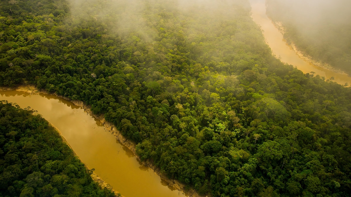Searching for His Roots, a Reporter Discovers the Dark Side of Amazon ...