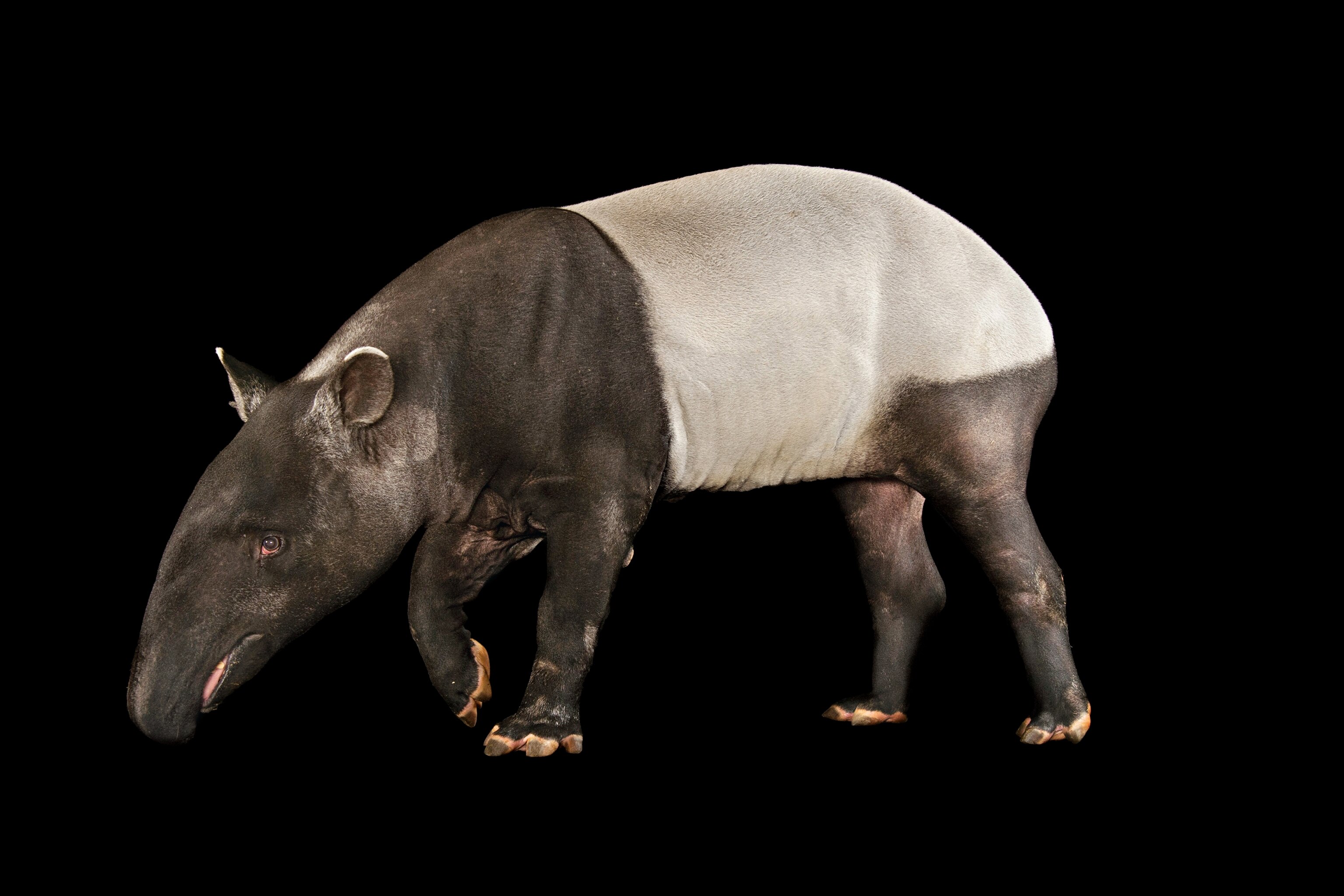 Tapirs Are Surprisingly Well Endowed
