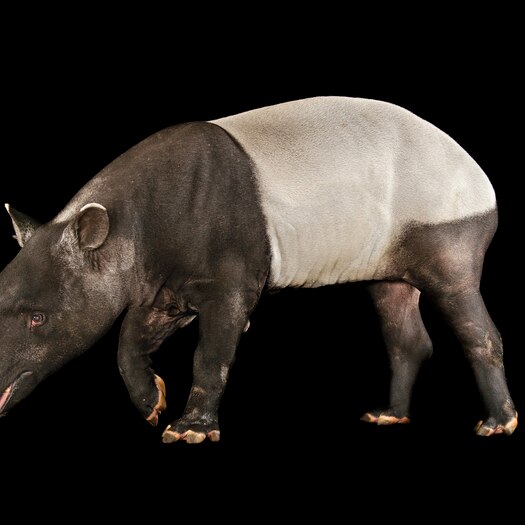 South American Tapir