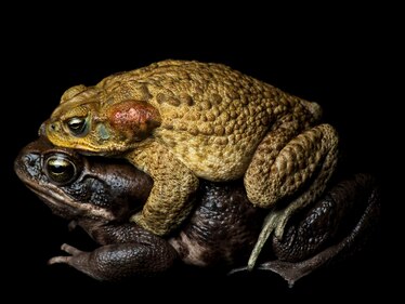 Cane Toad | National Geographic