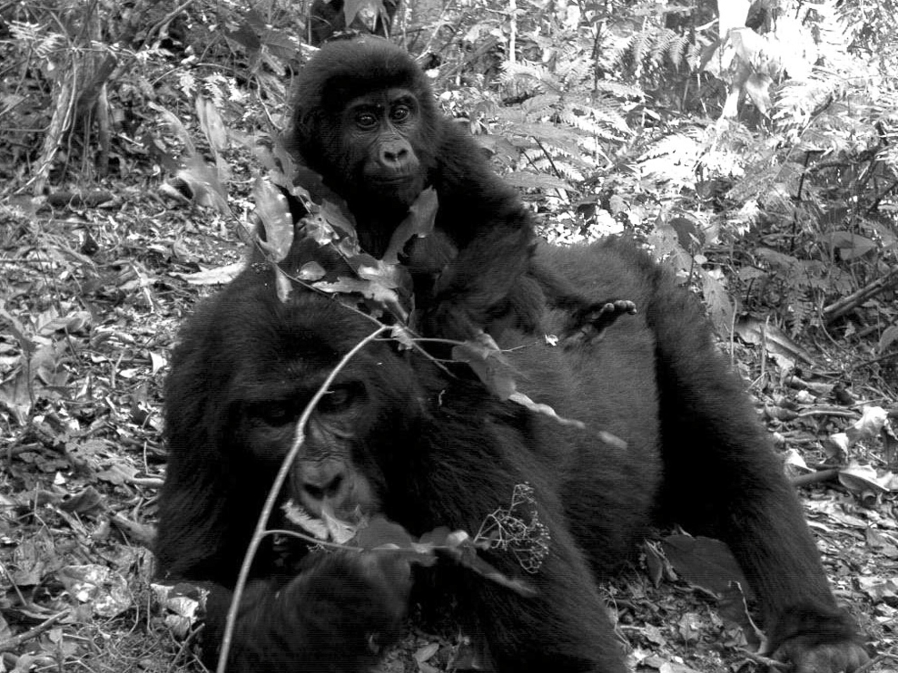 Camera-Trap Pictures: Mammals—And a Poacher—Exposed