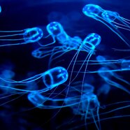 Bekommen Wert Allgemein Gesagt Blue Box Jellyfish Lehrertag Bekommen Wert Allgemein Gesagt Blue Box Jellyfish Lehrertag