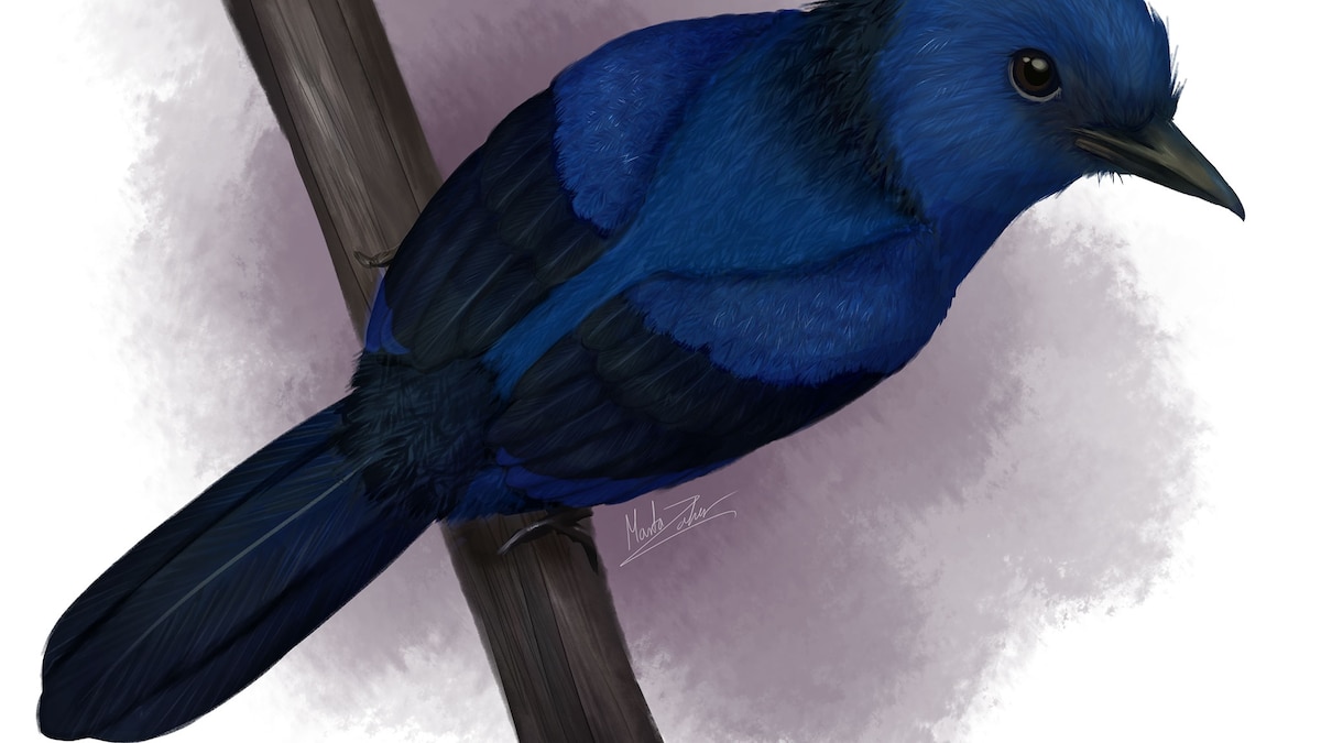 World's oldest blue bird found via fossil feathers | National Geographic