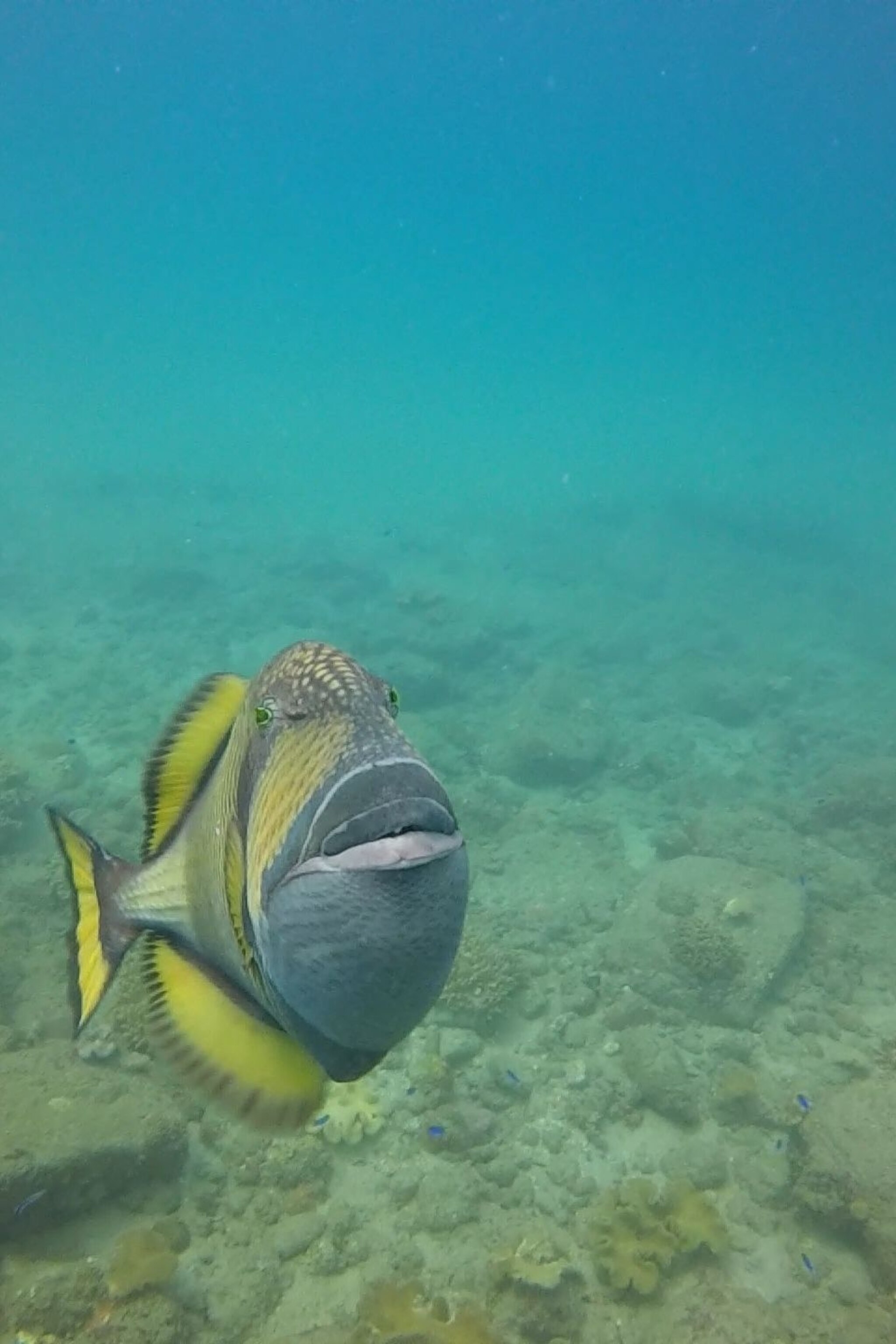 Triggerfish National Geographic