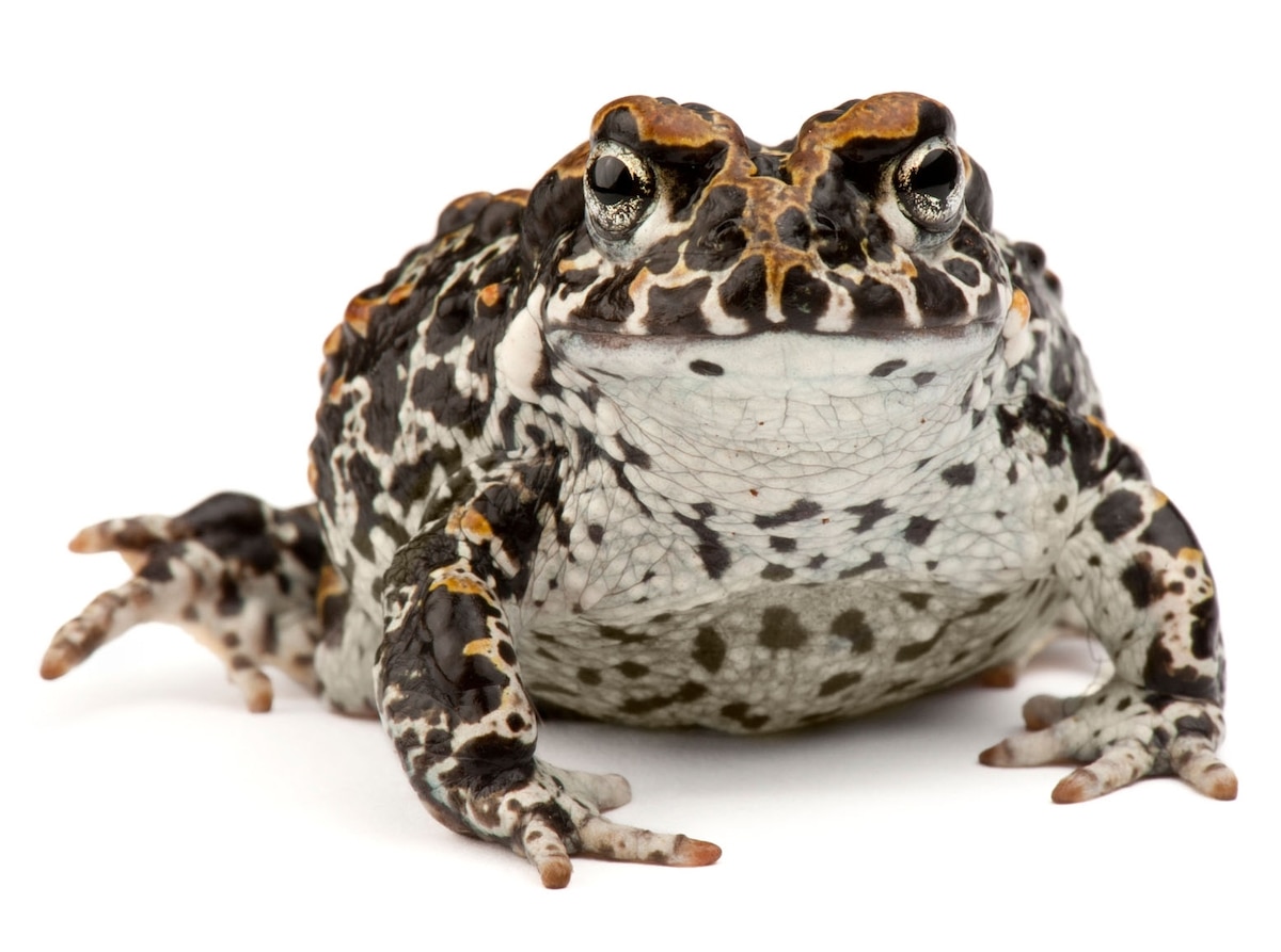 Yosemite toad's sex life and survival threatened by climate change