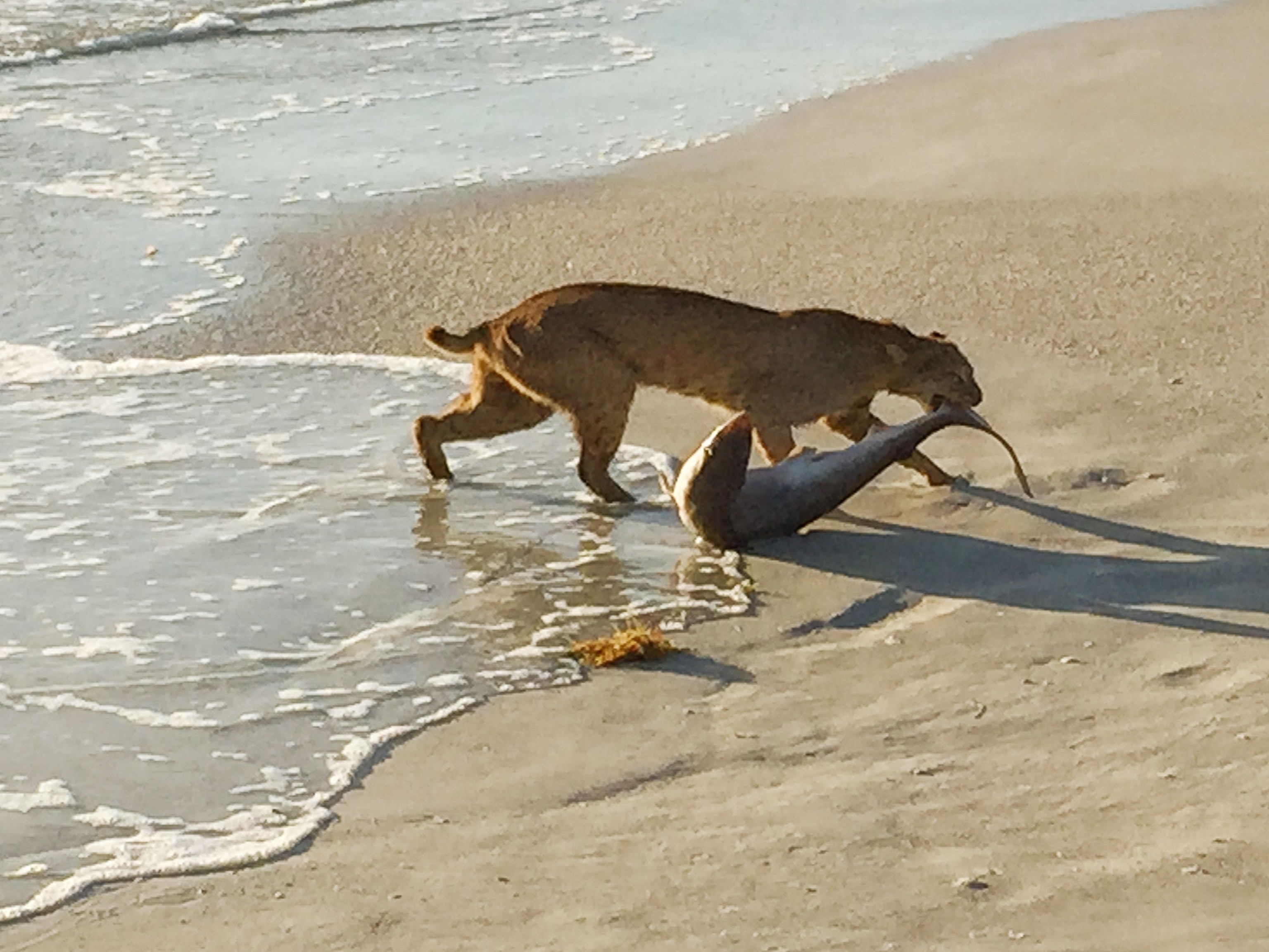 Bobcat Drags Shark Out of Florida Surf