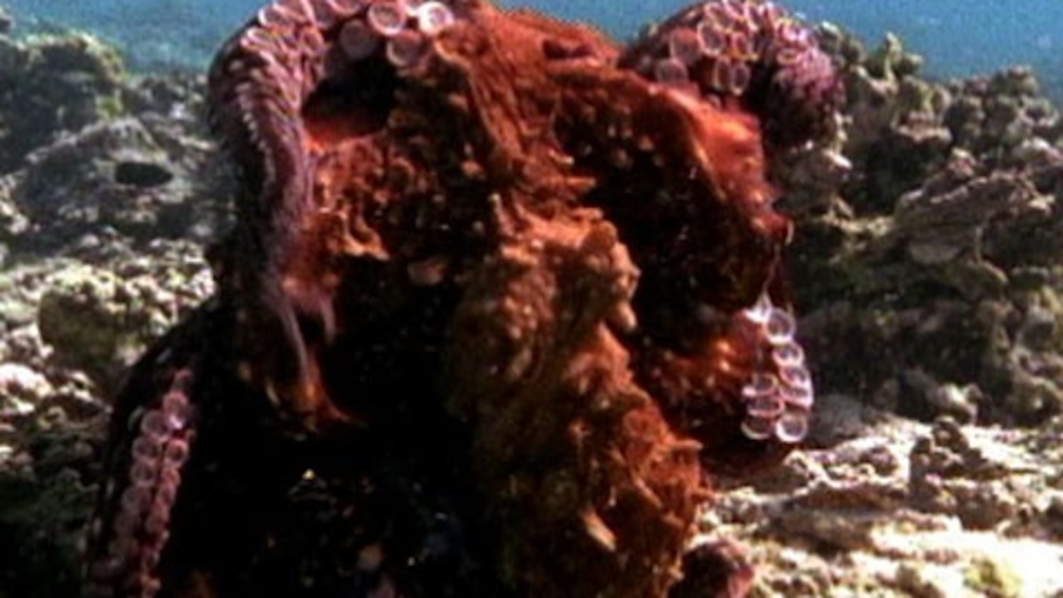 Watch: Octopuses Filmed Mating Face-to-Face—A First | National Geographic