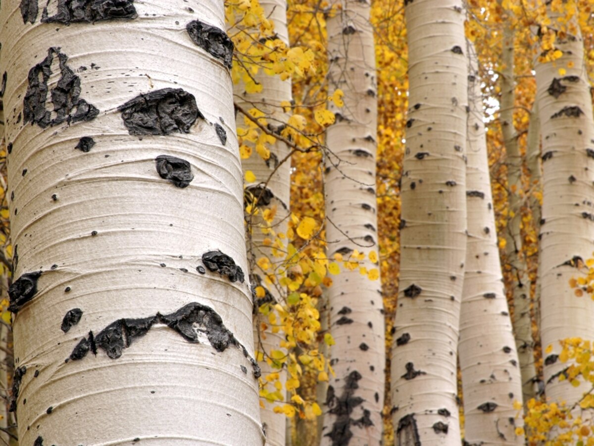 Tree Pattern Photos, Trees Wallpaper, Gallery -- National Geographic