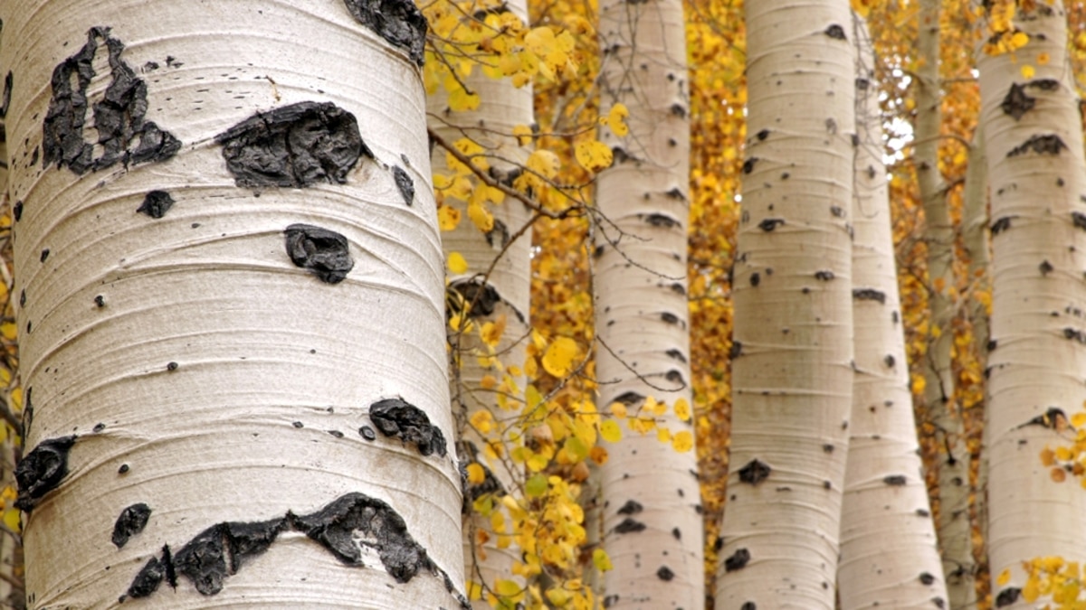 Tree Pattern Photos, Trees Wallpaper, Gallery -- National Geographic ...