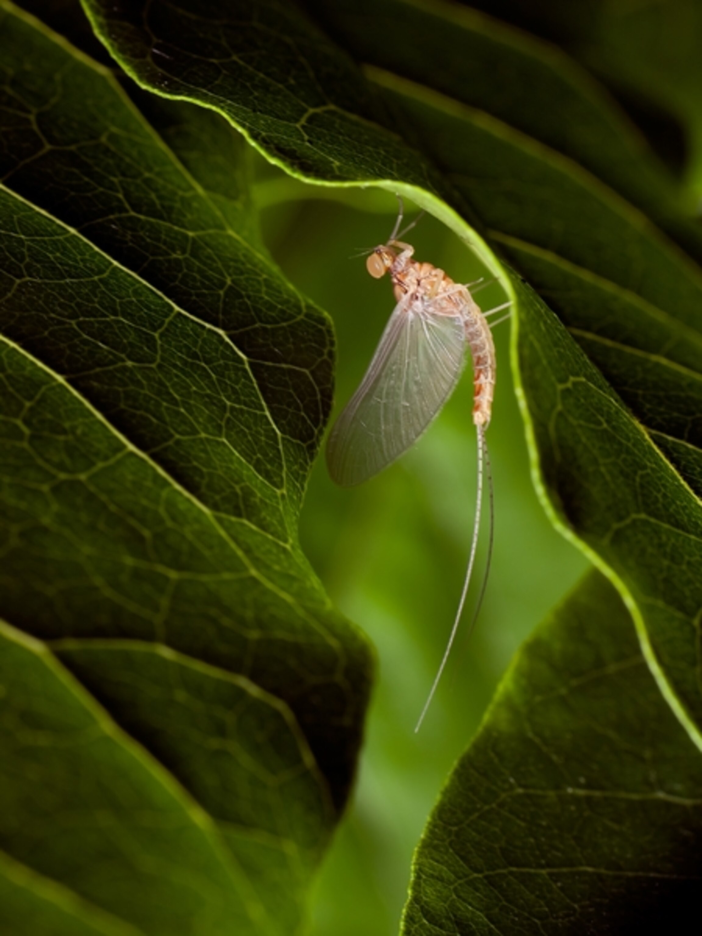 Freshwater Insect Pictures -- National Geographic
