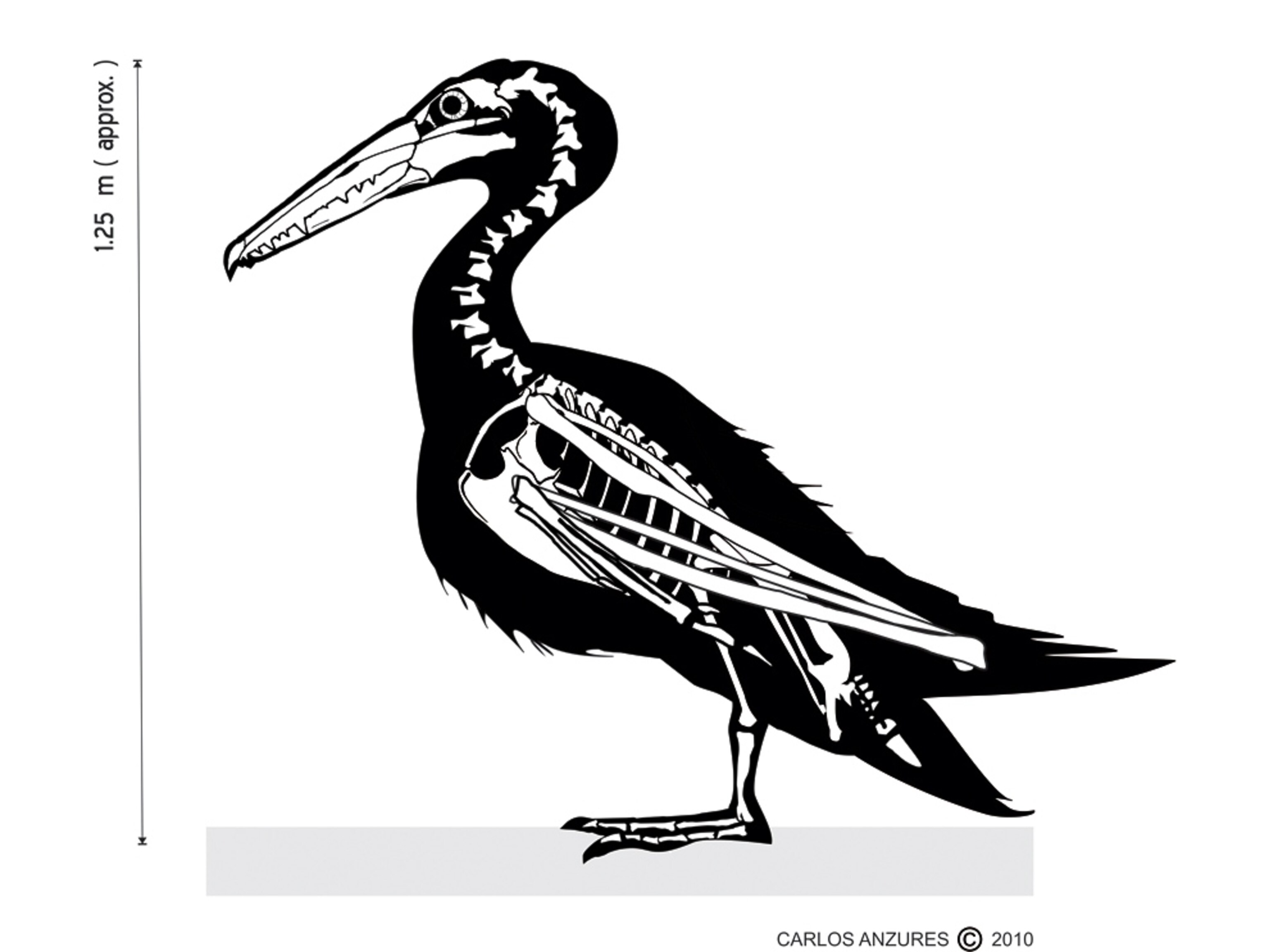 Pictures: Giant Fossil Bird Found With Spiky "Teeth"
