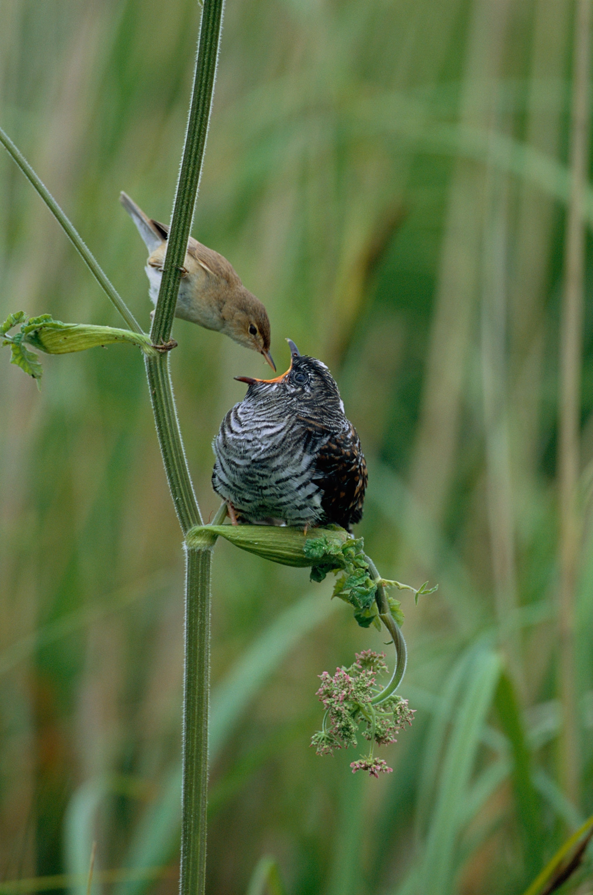 For These Trickster Animals, Every Day is April Fools | National Geographic