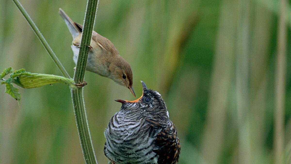 For These Trickster Animals, Every Day is April Fools | National Geographic