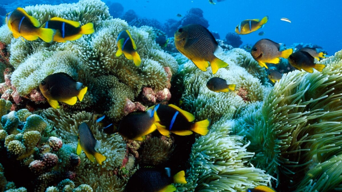 Sea Anemones | National Geographic