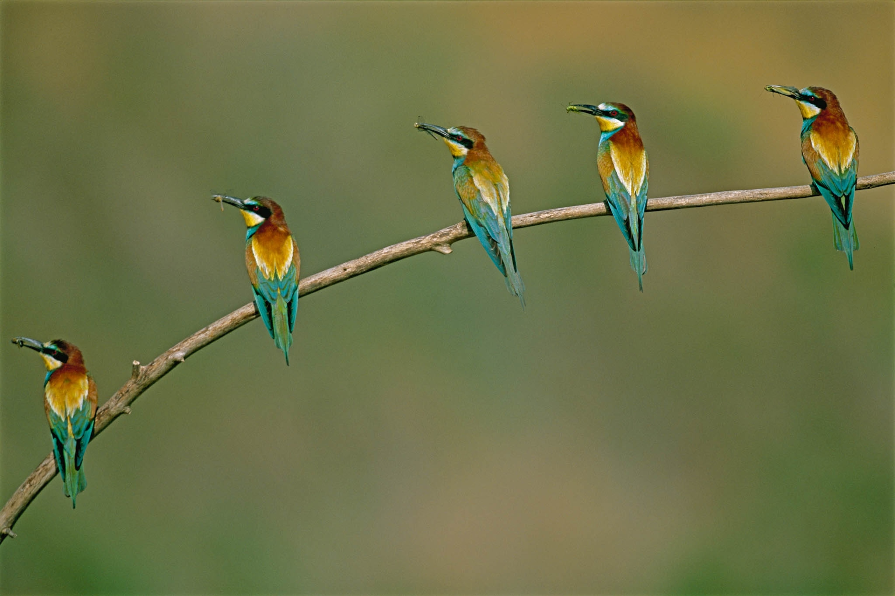 30 colorful photos from the Nat Geo archives that will catch your eye