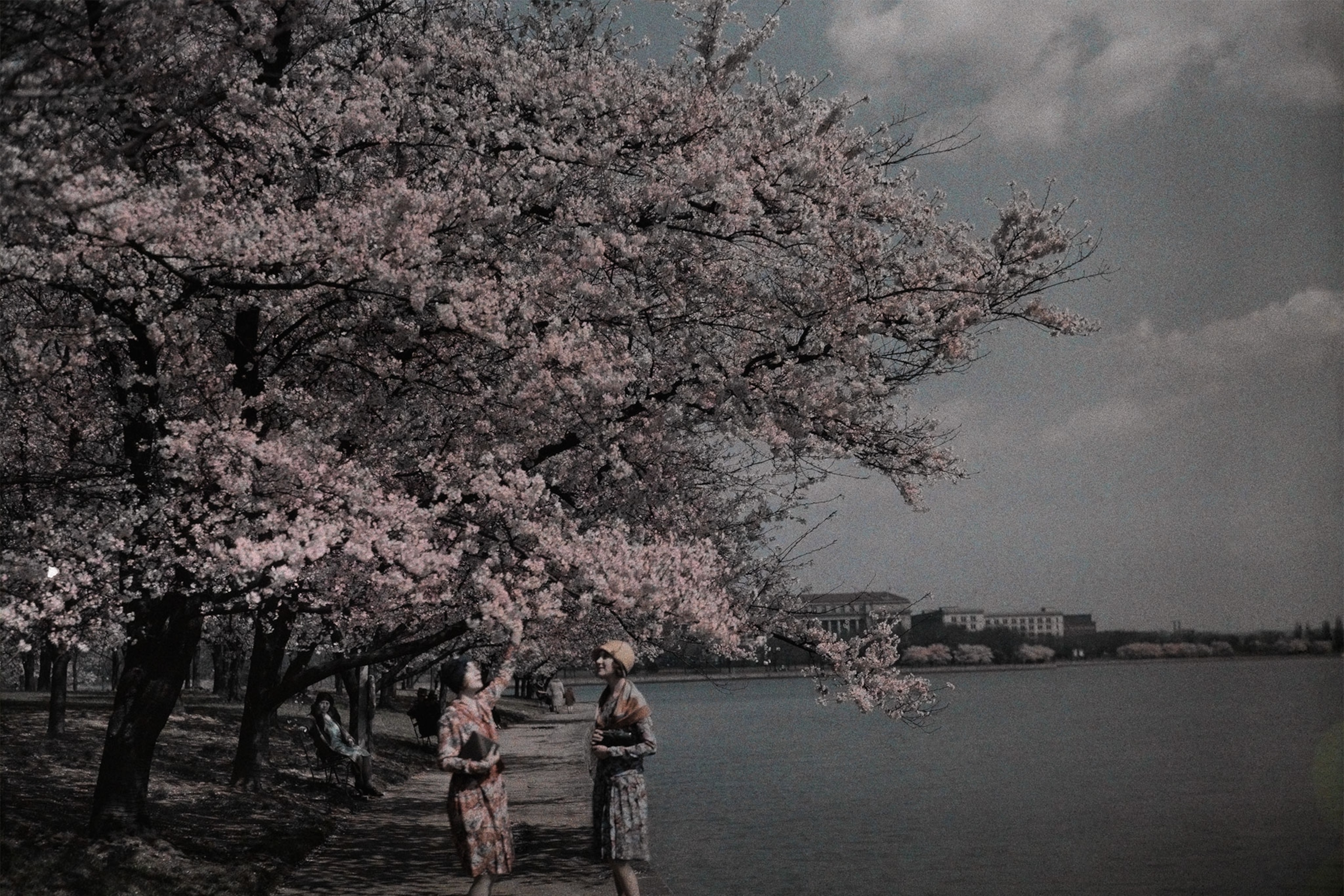 The Colorful History of Washington’s Cherry Blossoms