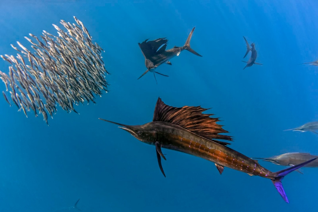 Sailfish