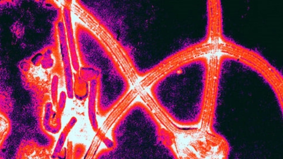 I am virus – animal genomes contain more fossil viruses than ever ...