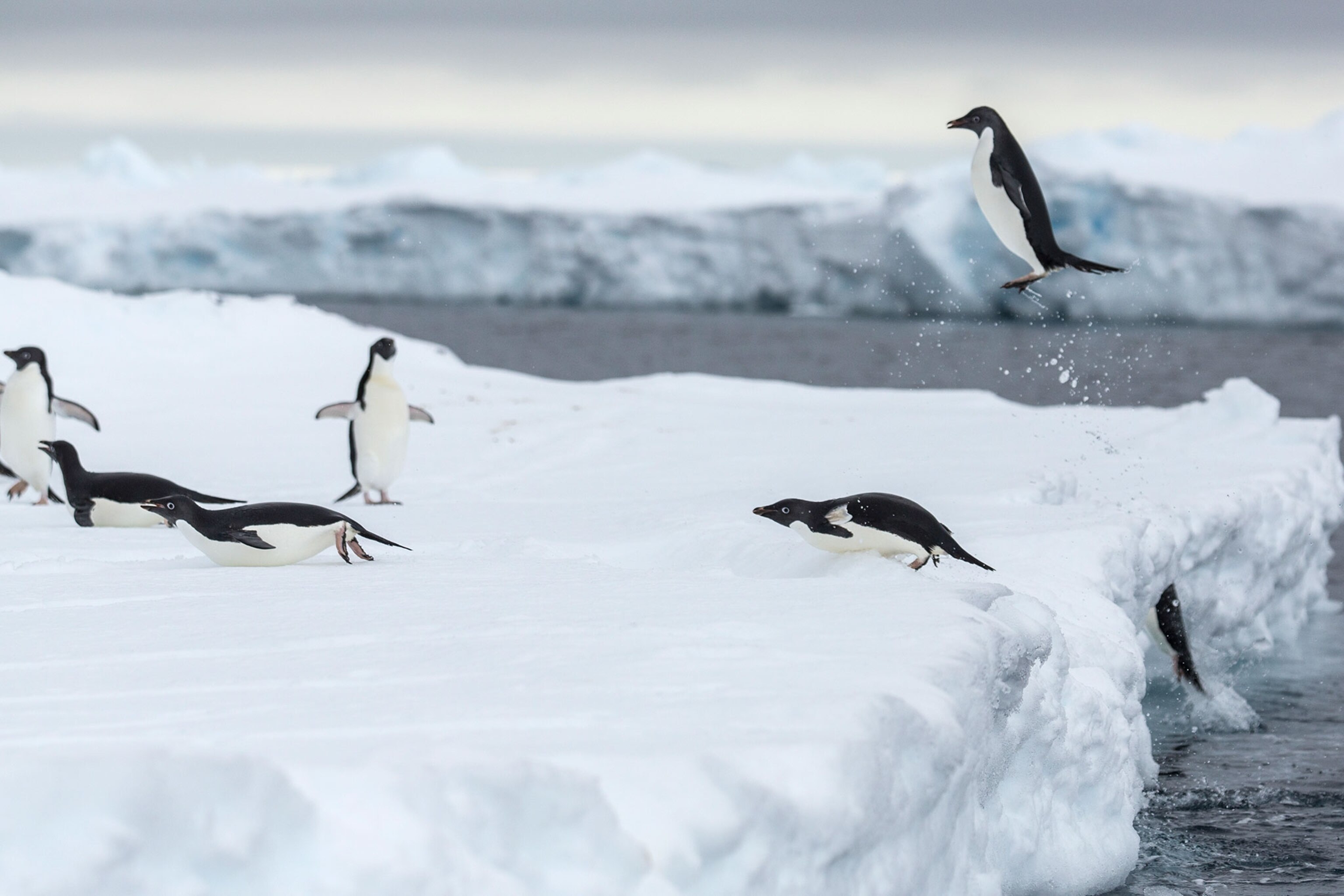 Antarctica Could Lose Most of Its Penguins to Climate Change