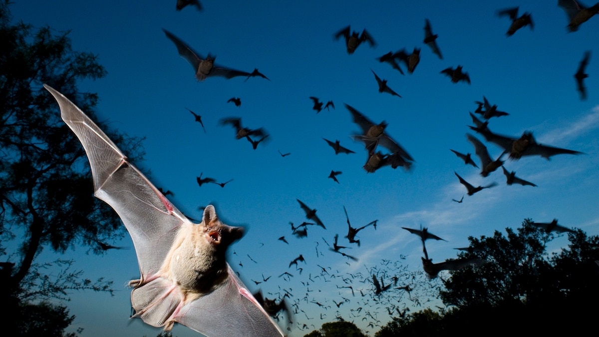 16 Pictures of Bats Just in Time for Halloween | National Geographic