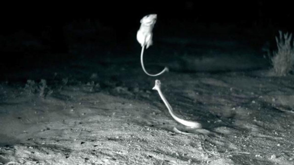 ‘Ninja' rat kicks snake in midair in amazing slo-mo video | National ...