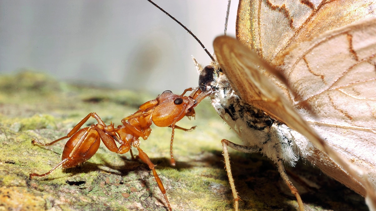 Elusive Killer Ants Explained; Bop Insects on Heads | National Geographic