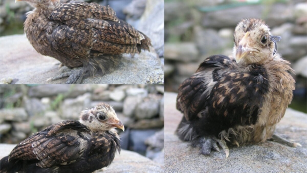 In which I set up a collaboration between a biologist, a farmer and a ...