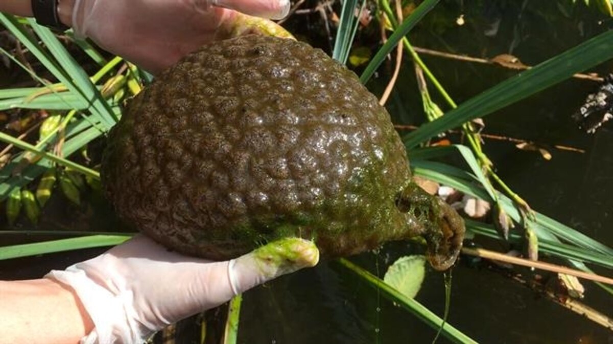Mysterious, Brain-Like Blob Found in Lagoon | National Geographic