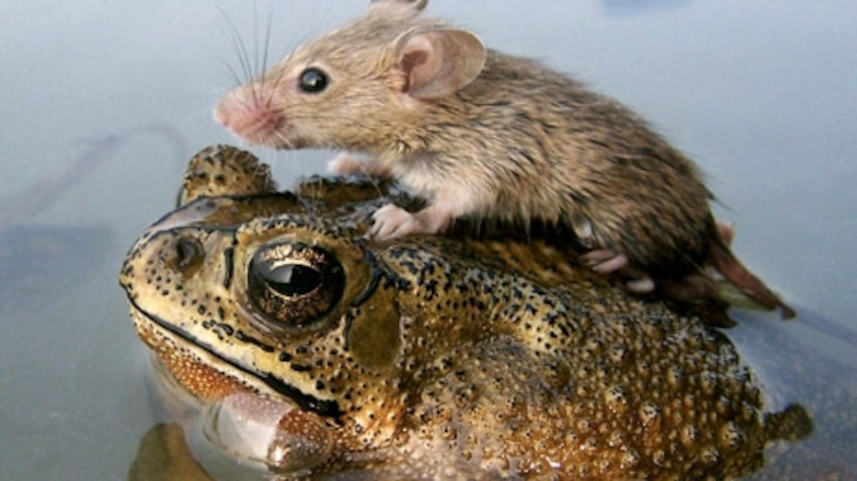 Mouse Rides Frog in India Monsoon | National Geographic
