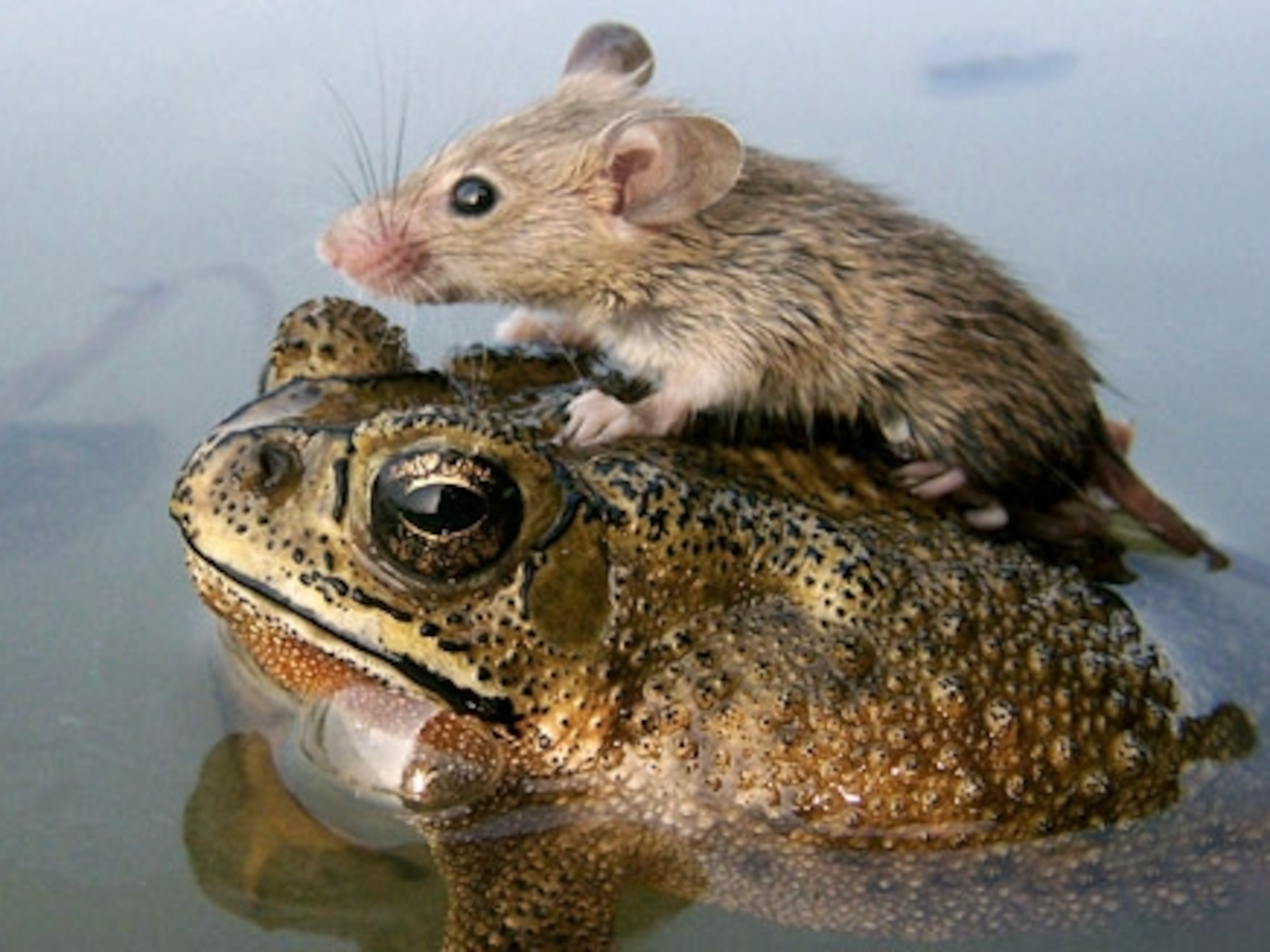 Mice Toads Eat
