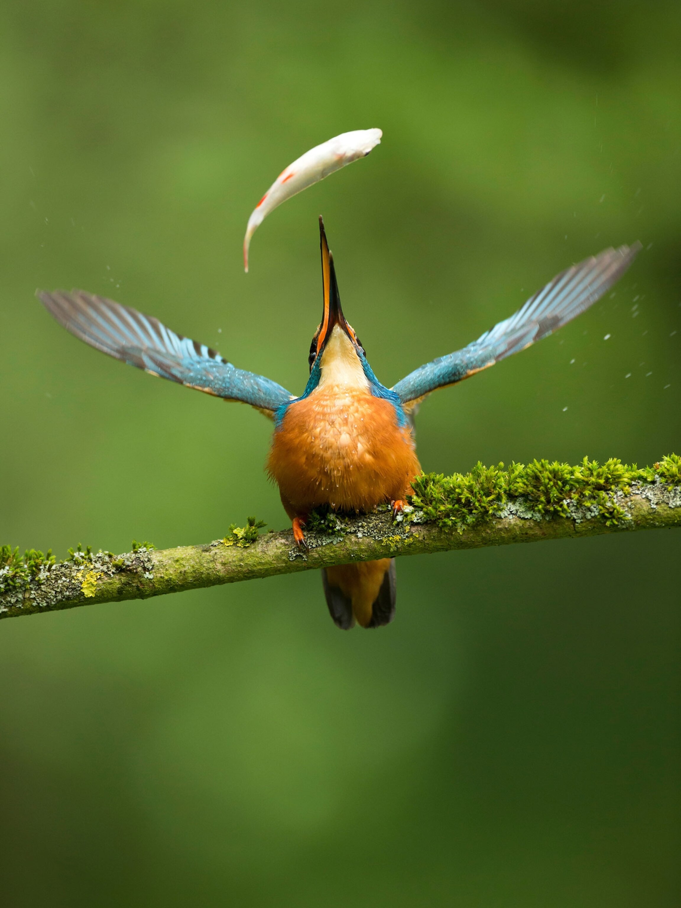 European Union Bans Neonicotinoid Insecticide to Protect Bees--Here's Why